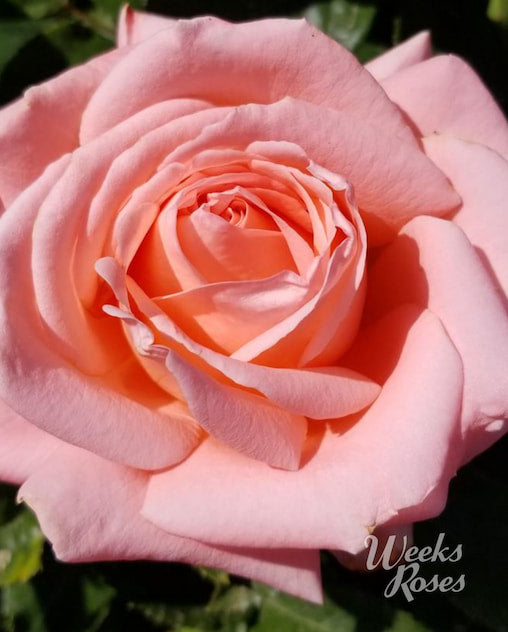 Heavenly Scented | Hybrid Tea Rose | Weeks Rose – Wildwood Outdoor Living