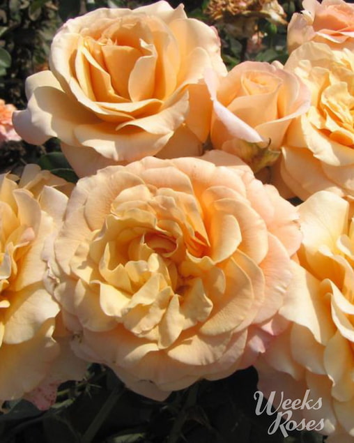 Roses | Over 450 Varieties | Canada-Wide Shipping – Page 6 – Wildwood ...