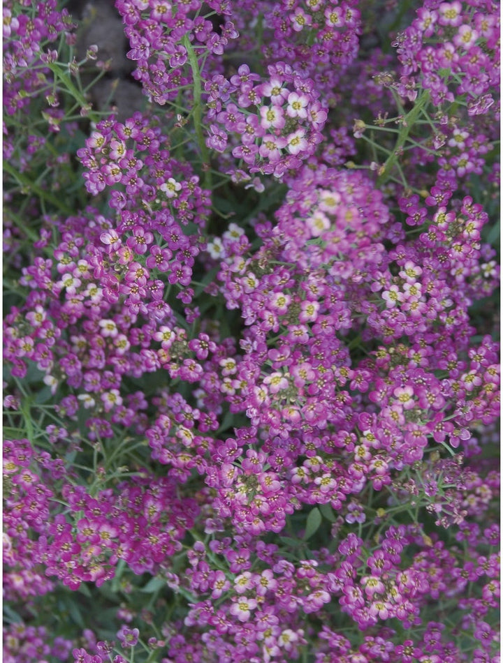 Burpee Seeds | Largest Selection in Canada | Wildwood Express ...