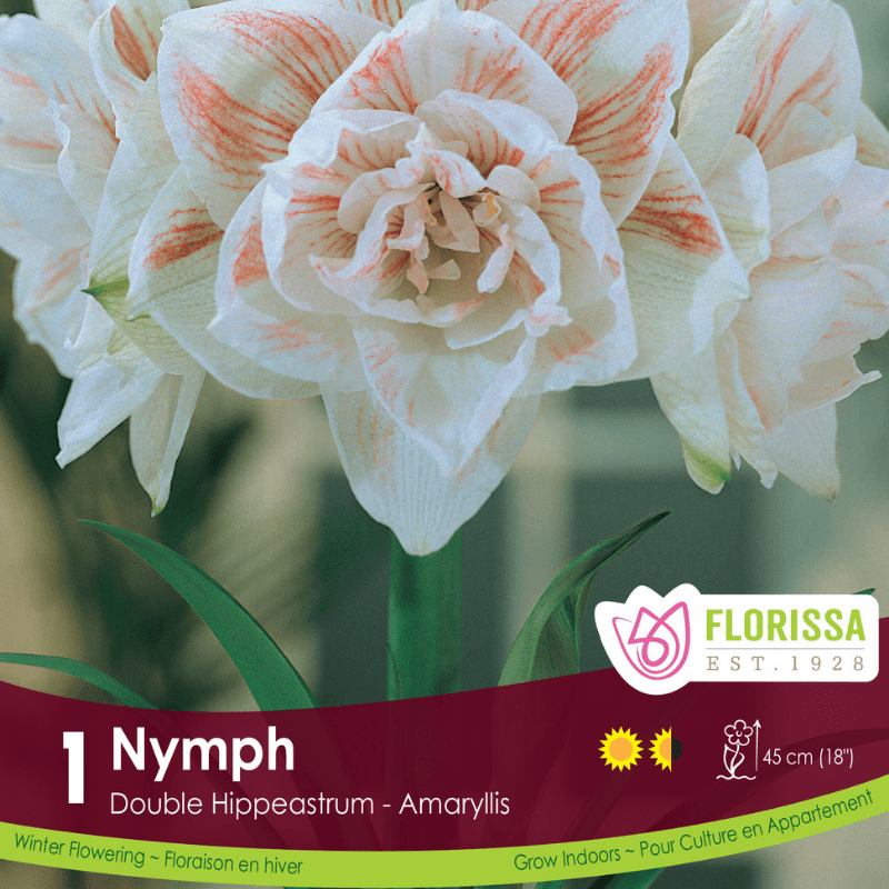 Amaryllis | Double Nymph | Fall Planting Bulb – Wildwood Outdoor Living