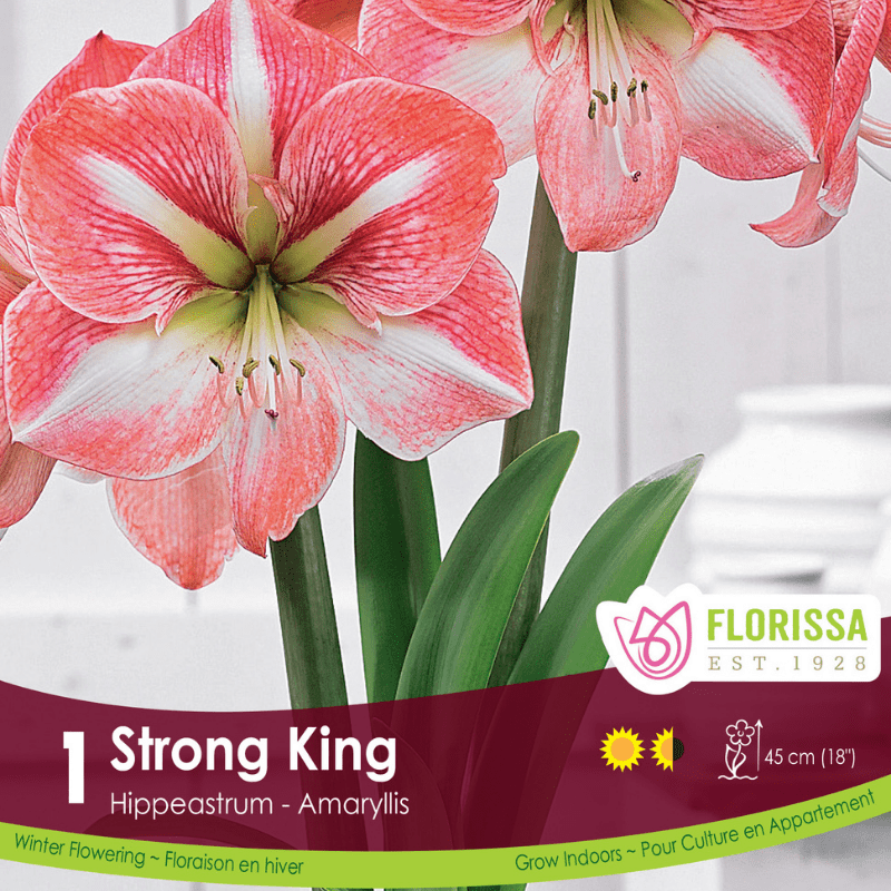 Amaryllis Strong King | Fall Planting Bulb – Wildwood Outdoor Living