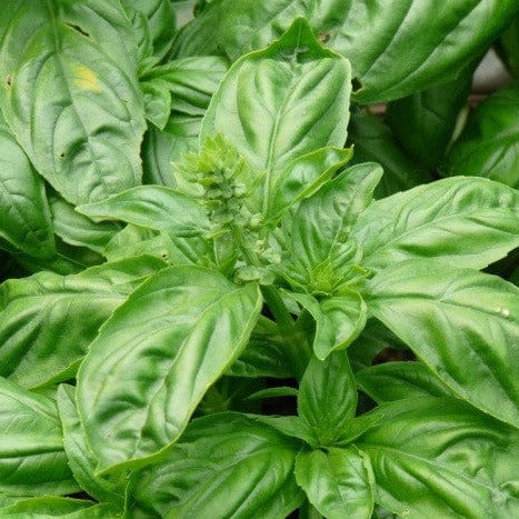 Basil Genovese - Salt Spring Seeds – Wildwood Outdoor Living
