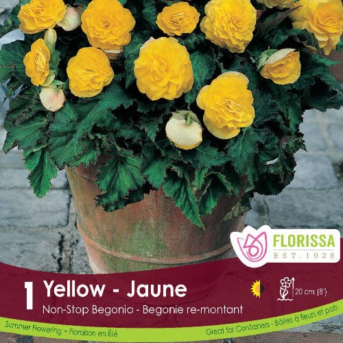 Non-Stop Begonia Yellow | Spring Planting Bulbs – Wildwood Outdoor Living
