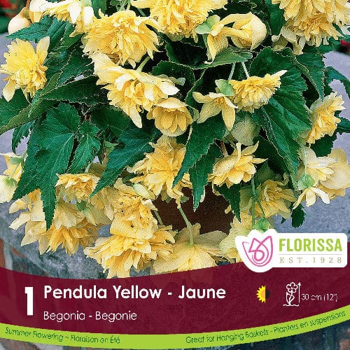 Begonia Pendula Yellow | Spring Planting Bulbs – Wildwood Outdoor Living