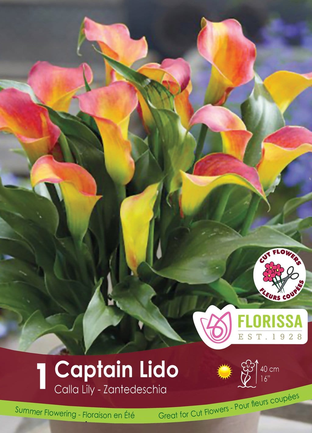 Calla Lilly | Captain Lido | Spring Planting Bulb – Wildwood Outdoor Living