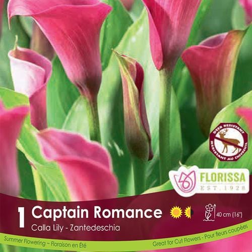Calla Lily | Captain Romance | Spring Planting Bulb – Wildwood Outdoor ...