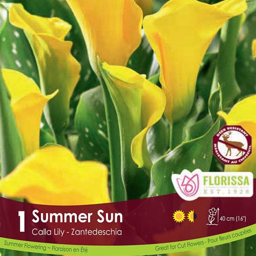 Calla Lily | Summer Sun | Spring Planting Bulb – Wildwood Outdoor Living