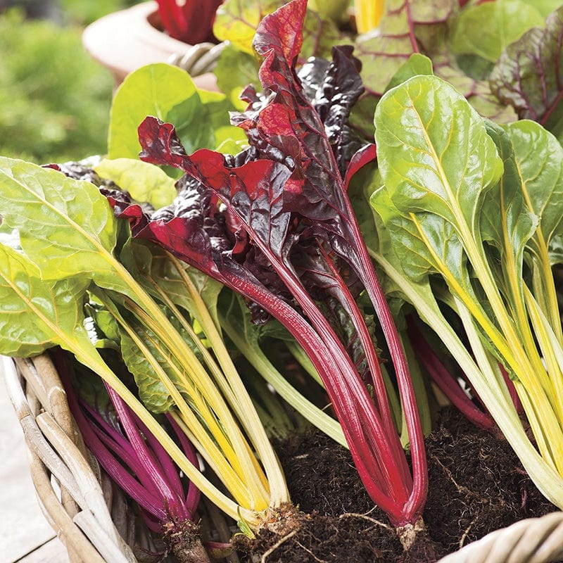 Swiss Chard Bright Lights - Mr. Fothergill's Seeds – Wildwood Outdoor ...