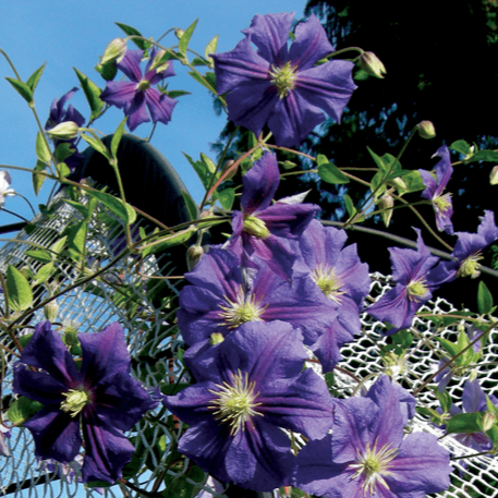 Clematis Perle D Azur Wildwood Outdoor Living