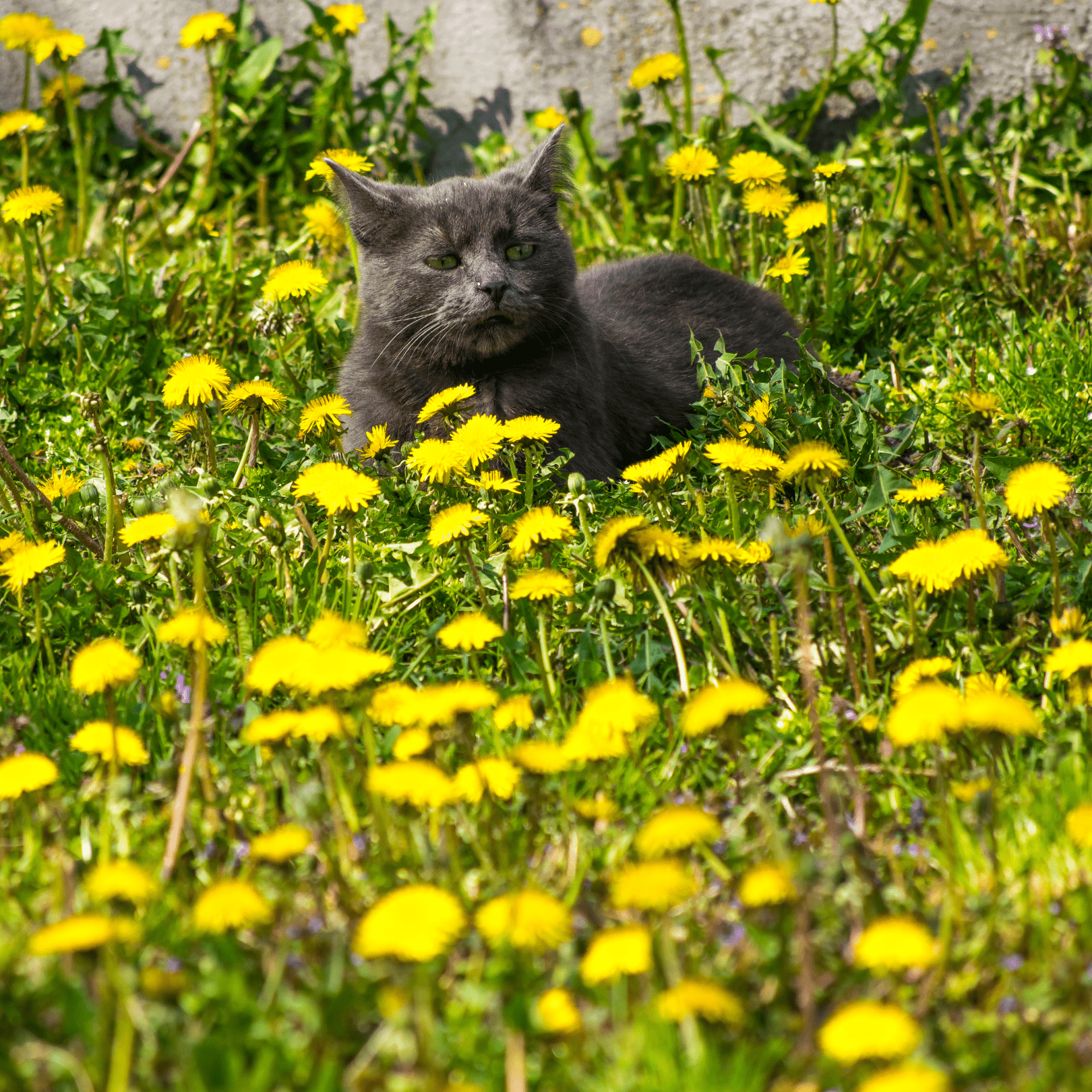 Dandelion Dandy - Salt Spring Seeds – Wildwood Outdoor Living