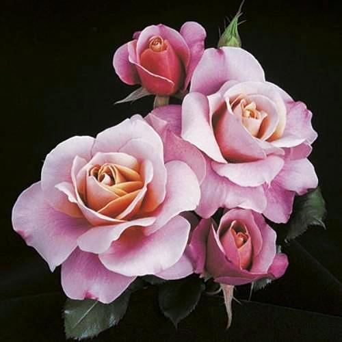 Distant Drums Floribunda | Weeks Rose – Wildwood Outdoor Living