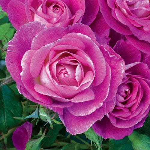 Easy to Please Floribunda | Weeks Rose – Wildwood Outdoor Living