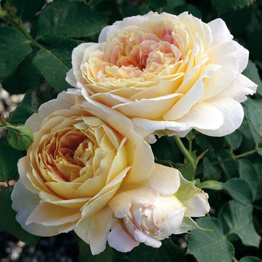 Roses | Over 450 Varieties | Canada-Wide Shipping – Wildwood Outdoor Living