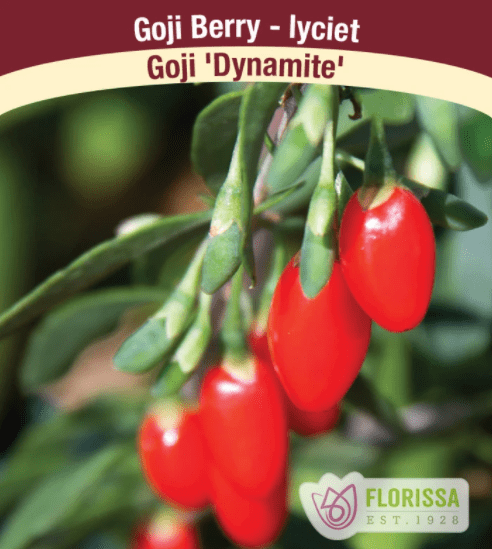 Goji Berry - Dynamite | 1 Year Old Plant, Quart Pot. – Wildwood Outdoor ...
