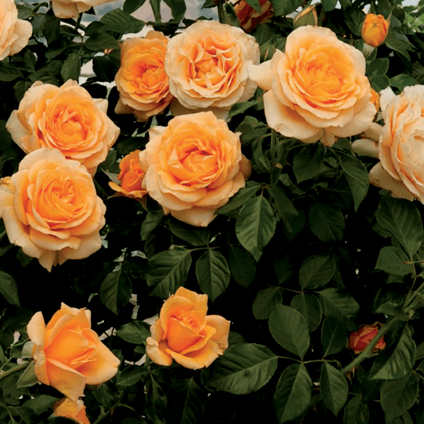 Golden Opportunity | Weeks Roses | Climbing Rose – Wildwood Outdoor Living