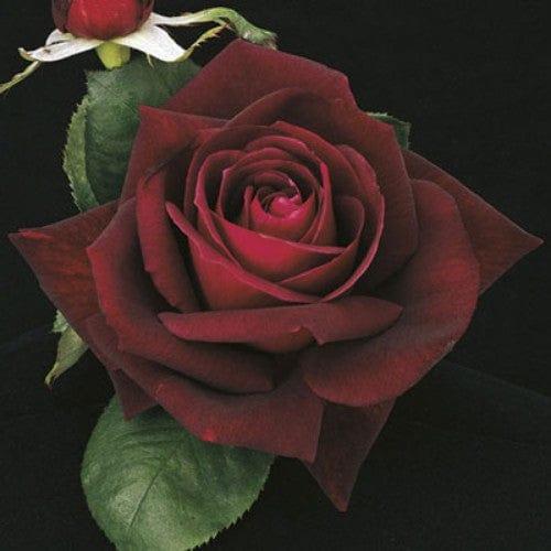 Ink Spots Hybrid Tea | Weeks Rose – Wildwood Outdoor Living