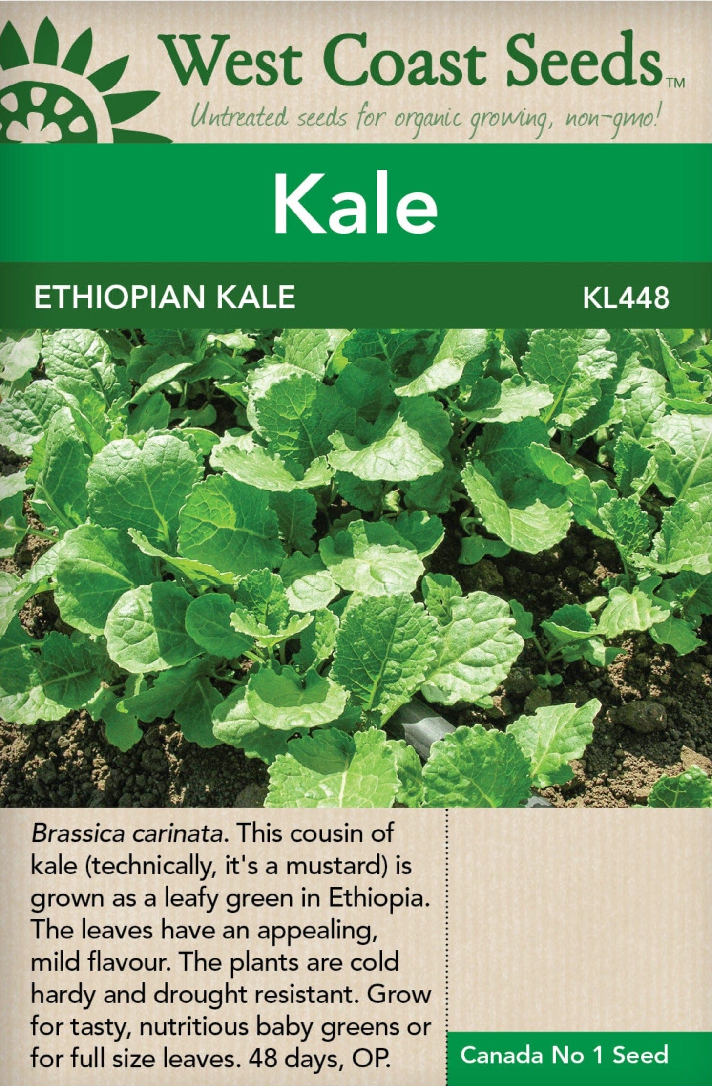 Kale Ethiopian - West Coast Seeds – Wildwood Outdoor Living