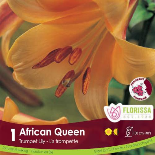 Trumpet Lily | African Queen | Spring Planting Bulbs – Wildwood Outdoor ...