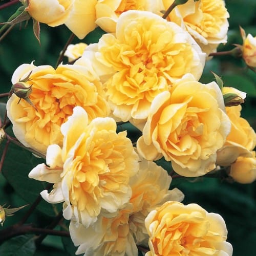 Malvern Hills | Rambling Rose | David Austin Rose – Wildwood Outdoor Living