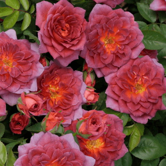 Roses | Over 450 Varieties | Canada-Wide Shipping – Page 3 – Wildwood ...