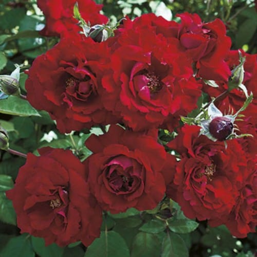 Oh My! | Floribunda | Weeks Rose – Wildwood Outdoor Living