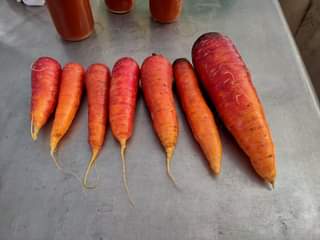 Organic Carrot Vampire - Metchosin Farm Seeds – Wildwood Outdoor Living