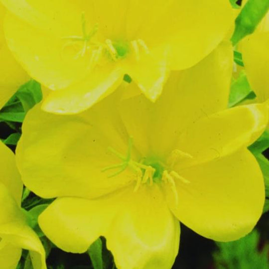 Organic Evening Primrose - Metchosin Farm Seeds – Wildwood Outdoor Living