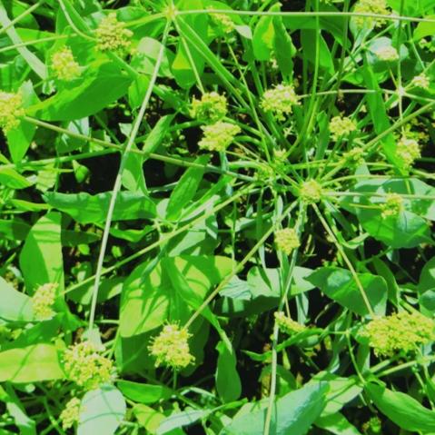 Organic Native Indian Celery - Metchosin Farm Seeds – Wildwood Outdoor ...