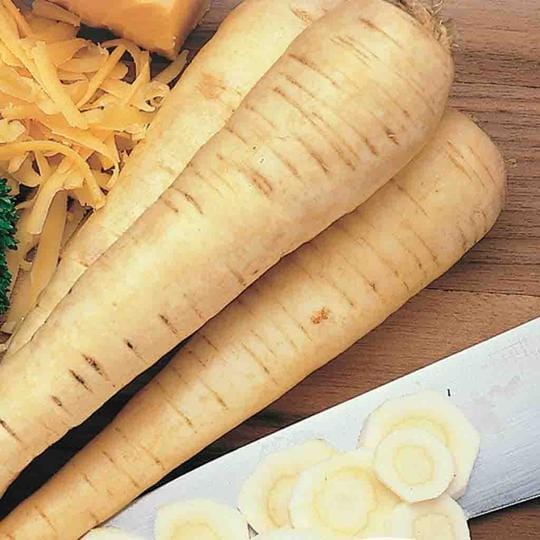 Parsnip Hollow Crown - McKenzie Seeds – Wildwood Outdoor Living