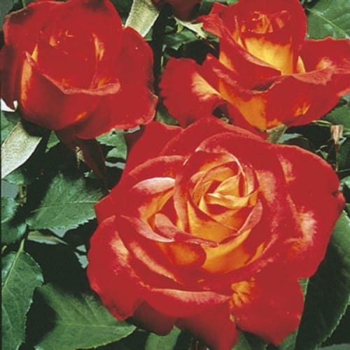 Perfect Moment | Hybrid Tea | Weeks Rose – Wildwood Outdoor Living