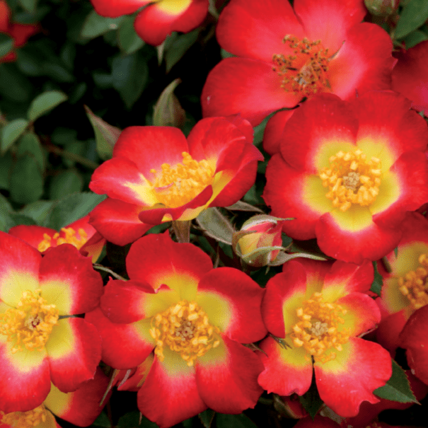 Playful Happy Trails | Weeks Rose | Groundcover – Wildwood Outdoor Living