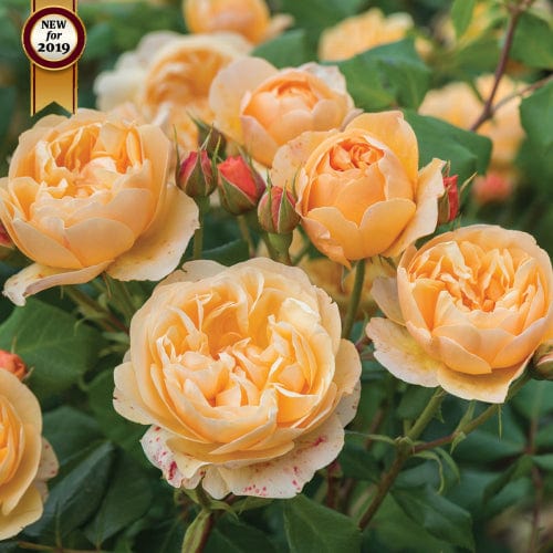 Roald Dahl | Shrub | David Austin Rose – Wildwood Outdoor Living
