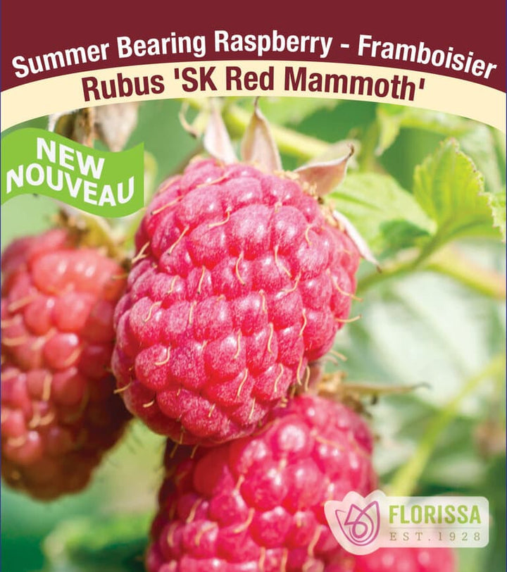 Raspberry Plants | Canadian Grown, Great Selection – Wildwood Outdoor ...