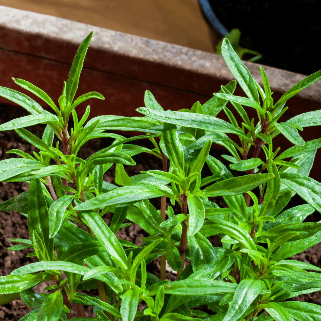 Savory Summer - Salt Spring Seeds – Wildwood Outdoor Living