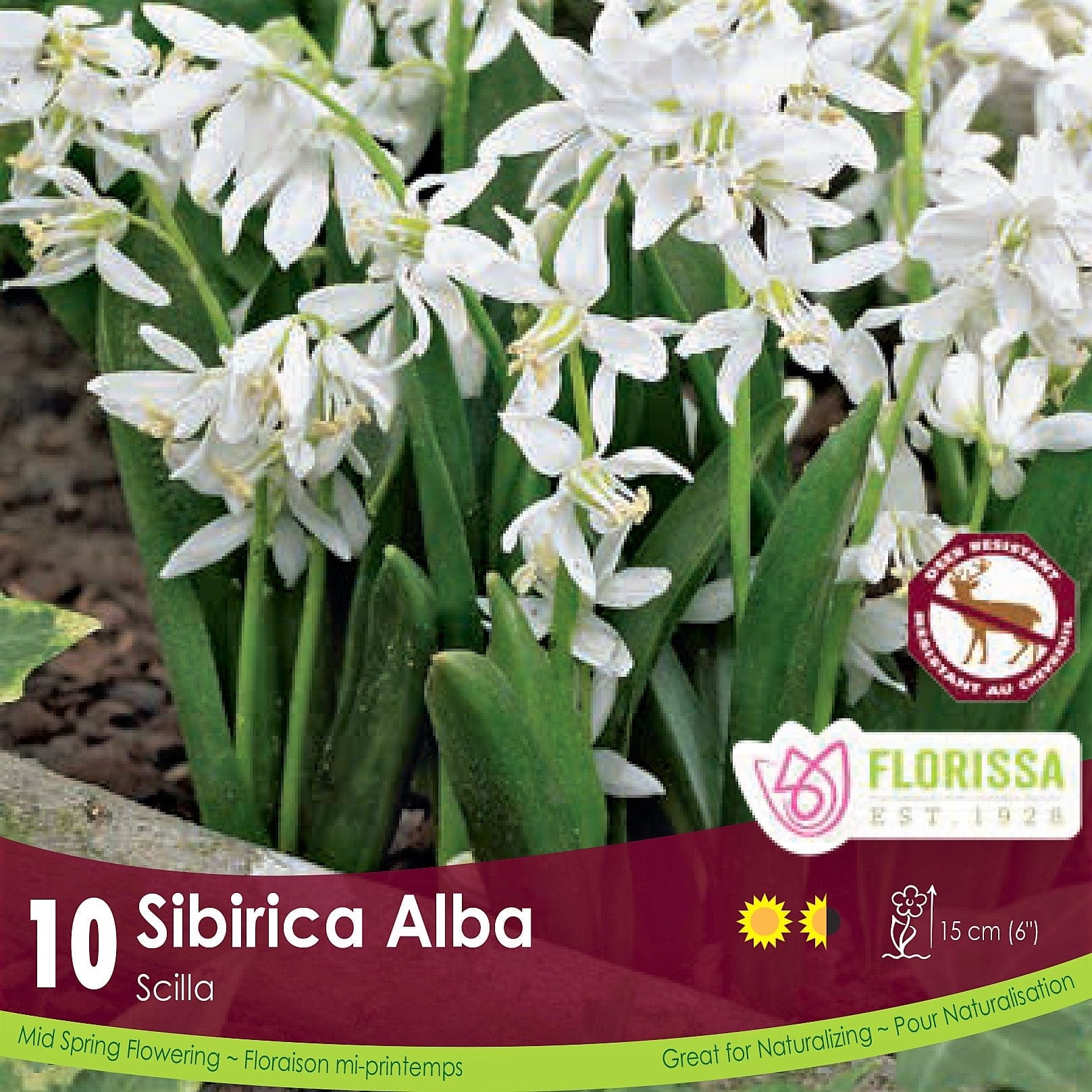 Scilla | Sibirica Alba | Fall Planting Bulb – Wildwood Outdoor Living