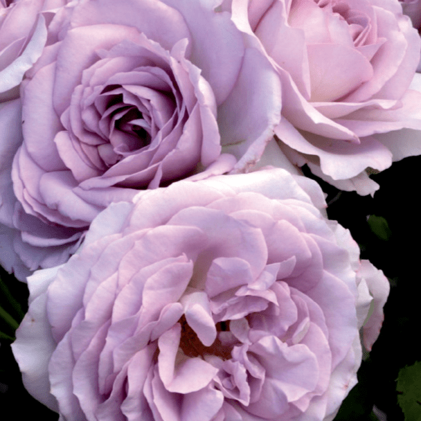 Silver Lining | Weeks Rose | Floribunda – Wildwood Outdoor Living