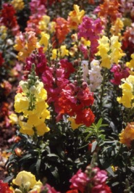 Snapdragon Panorama Mixed - Ontario Seed Company – Wildwood Outdoor Living