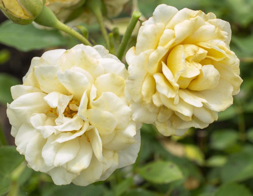 Buttercream Drift - Star Roses and Plants – Wildwood Outdoor Living