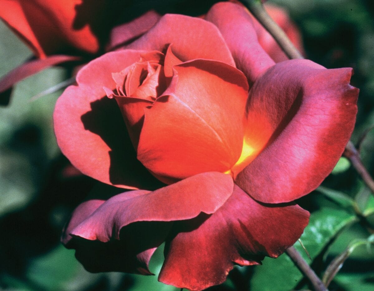 Hot Cocoa - Star Roses and Plants – Wildwood Outdoor Living