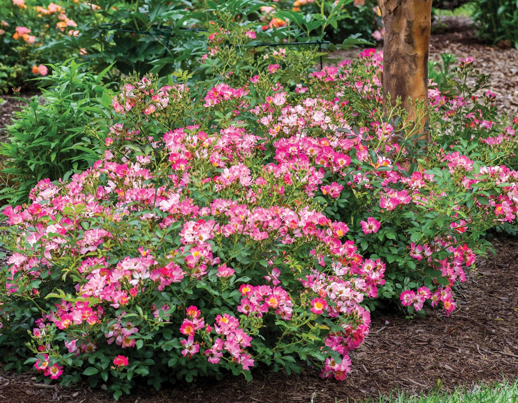 Pink Drift - Star Roses and Plants – Wildwood Outdoor Living