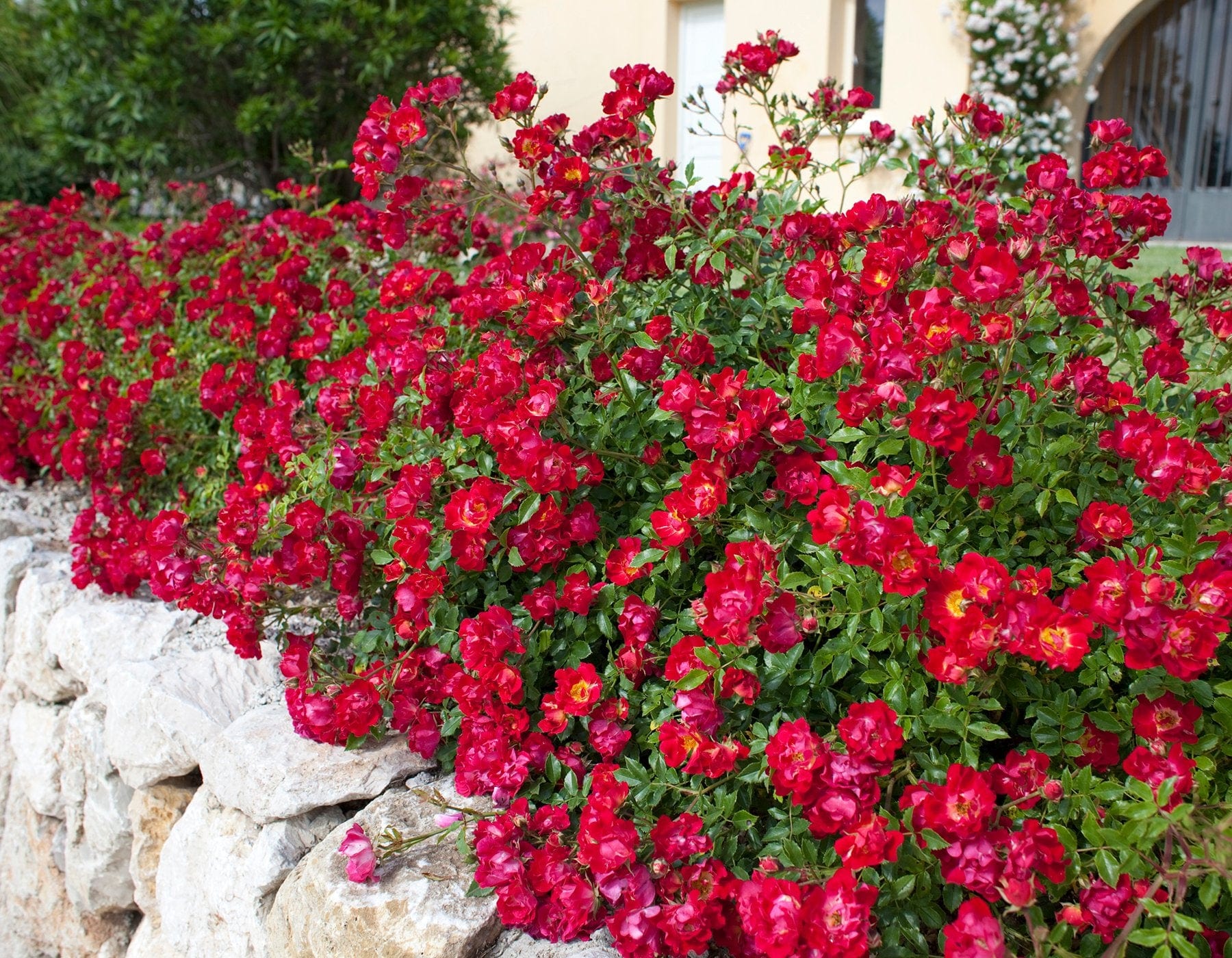 Red Drift - Star Roses and Plants – Wildwood Outdoor Living