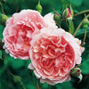 Strawberry Hill | Climbing Rose | David Austin Rose – Wildwood Outdoor ...