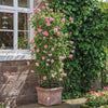 Strawberry Hill | Climbing Rose | David Austin Rose – Wildwood Outdoor ...