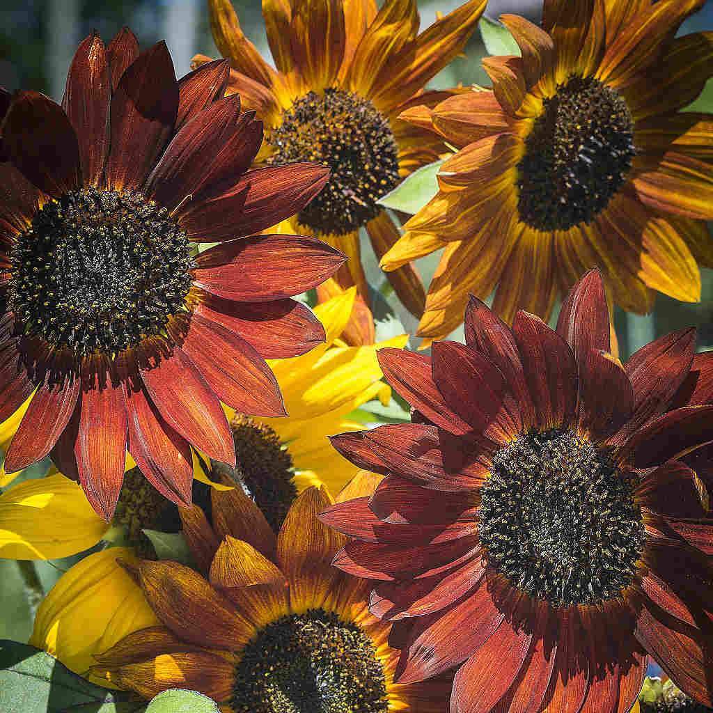 Sunflower Evening Sun - McKenzie Seeds – Wildwood Outdoor Living