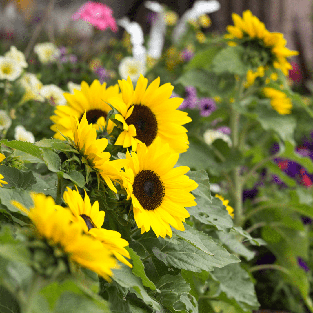 Sunflower Mix - Salt Spring Seeds – Wildwood Outdoor Living
