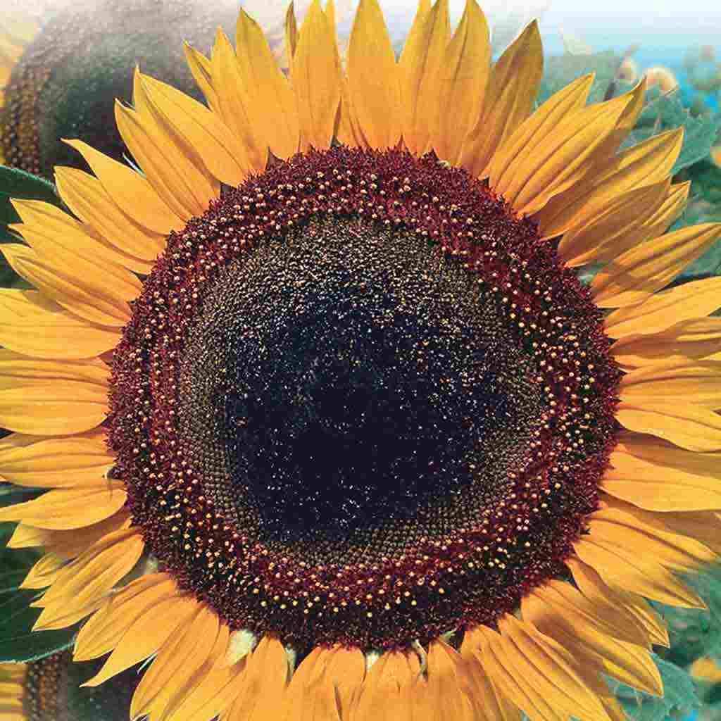 Sunflower Taiyo - McKenzie Seeds – Wildwood Outdoor Living
