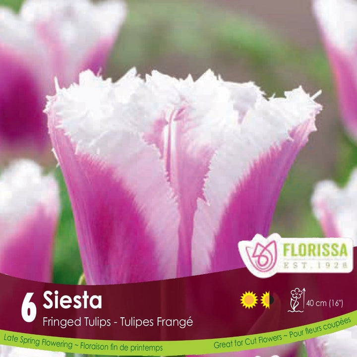 Tulip | Fringed Tulip | Siesta | Fall Planting Bulb – Wildwood Outdoor ...