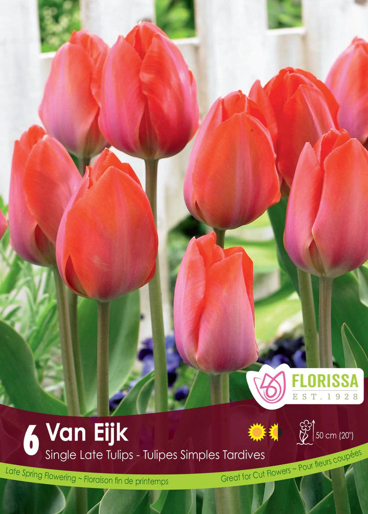 Tulip | Single Late Tulip | Van Eijk | Fall Planting Bulb – Wildwood Outdoor Living