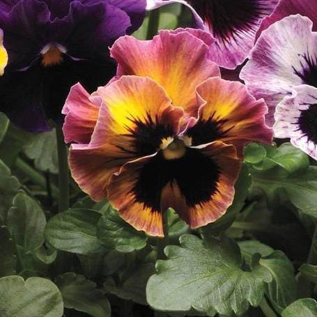 Viola Fizzy Fruit Salad Mix - West Coast Seeds – Wildwood Outdoor Living