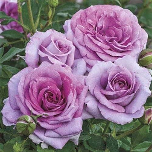 Violet's Pride | Floribunda | Weeks Rose – Wildwood Outdoor Living